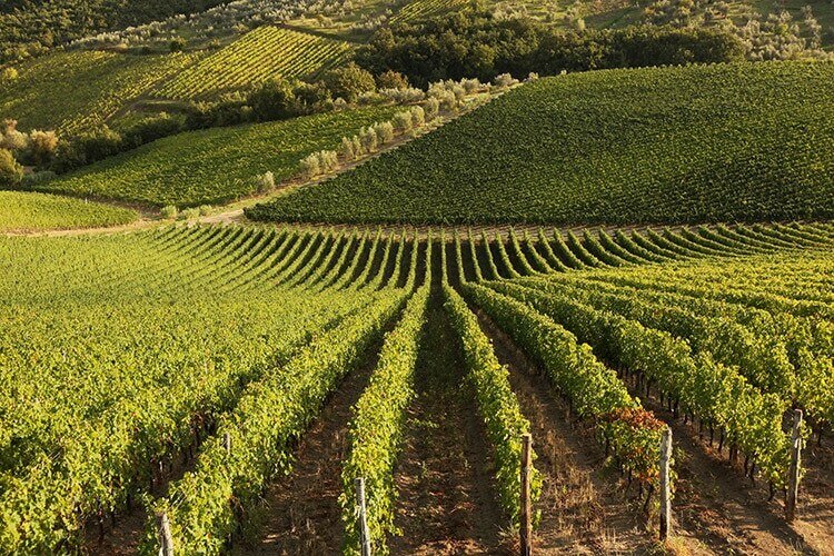 Boeuf Bourguignon by Chavin 2015 Domaines Pierre Chavin | Your personal ...