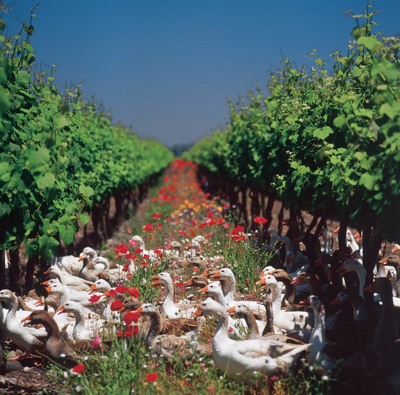 Cono Sur Bicicleta Riesling 2020 Cono Sur | Your personal wine ...