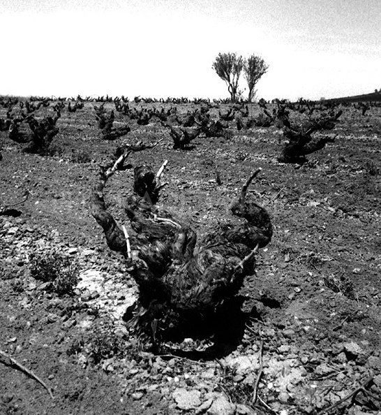 PSI red 2019 Dominio de Pingus | Your personal wine professional ...