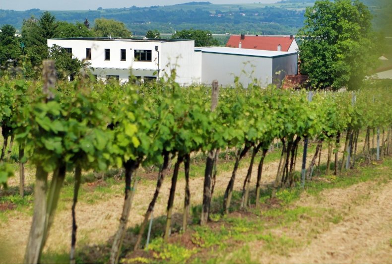 Riesling Terrassen 2016 Weingut Markus Huber | Your personal wine ...